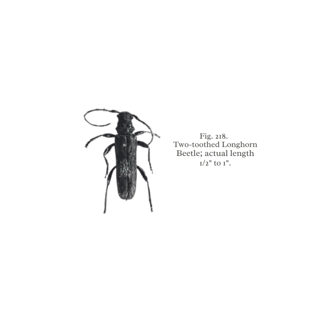 Borer – Borer Treatments