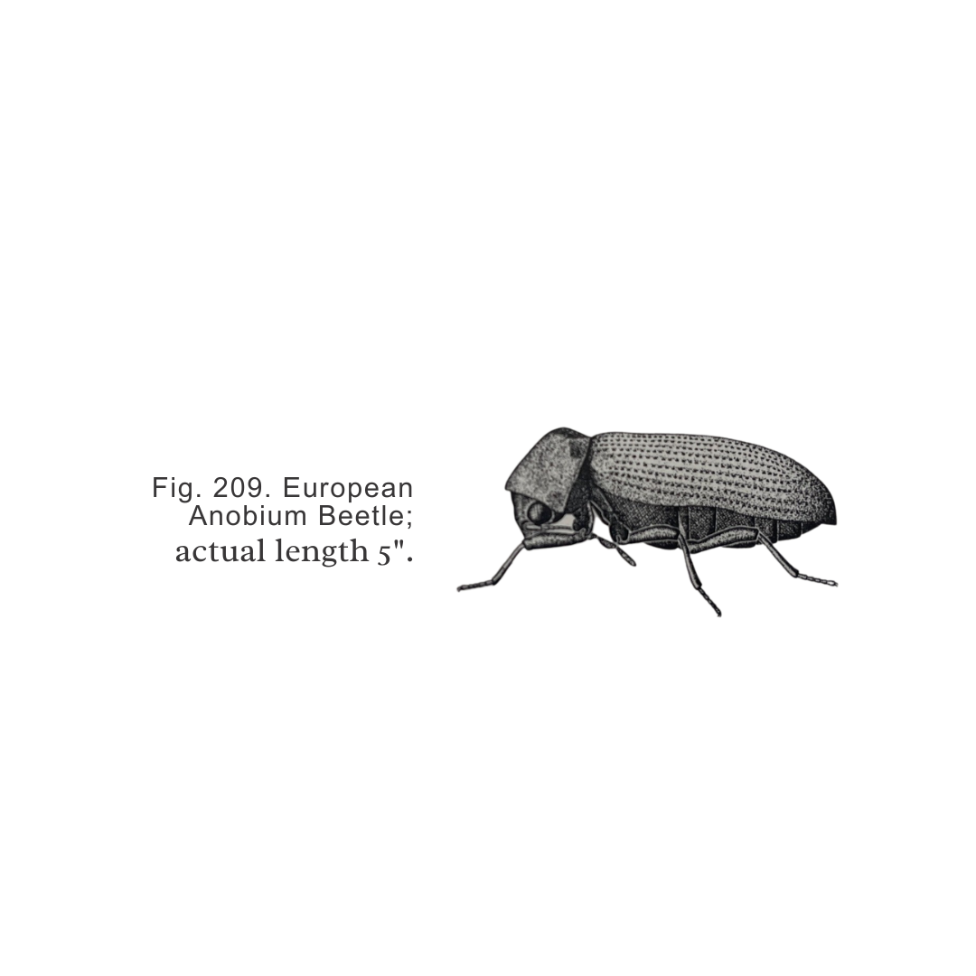 Borer – Borer Treatments